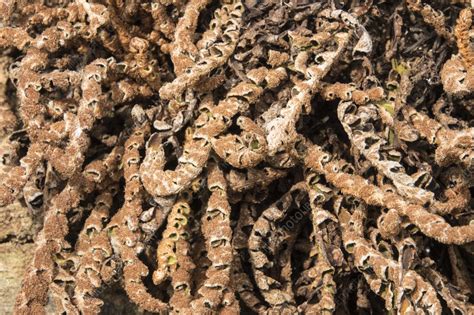 Rustyback Fern Asplenium Ceterach During Drought Stock Image C0577997 Science Photo Library