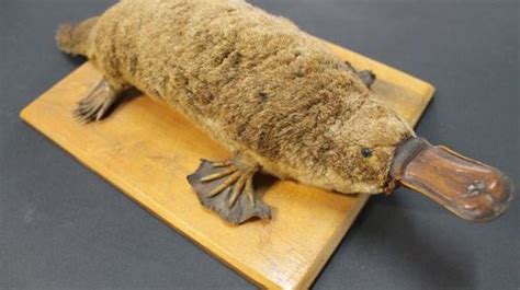 Un Mamífero Que Pone Huevos Produce Veneno Y Detecta Electricidad