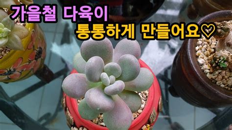 다육이♡ 가을철 다육이 통통하게 만들어요💓💓💓 Youtube