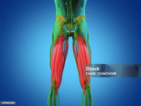 햄스트링 근육 그룹 인간의 해부학 근육 시스템 3d 일러스트레이션 3차원 형태에 대한 스톡 사진 및 기타 이미지 3차원 형태 건강관리와 의술 근육질 체격 Istock