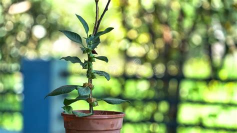 Commonly Known As Ashwagandha Is An Important Medicinal Plant That Has