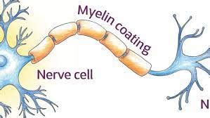 Myelin