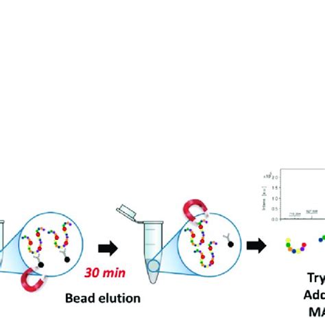 Workflow For Abrin Detection By Immuno Maldi Tof Mass Spectrometry