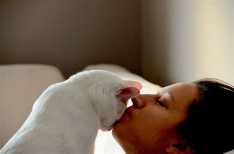 6 Kelakuan Kucing Ini Ternyata Sama Kayak Cowokmu Mirip Deh Kurang Ajarnya