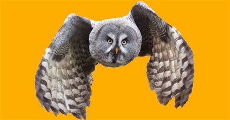 The Owl Brain Uses Bayesian Inference To Hunt Prey Big Think