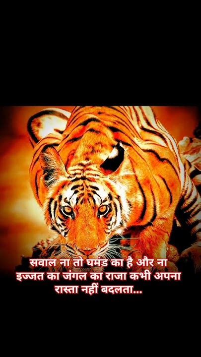 सवाल ना तो घमंड का है और ना इज्जत का जंगल का राजा कभी अपना रास्ता नहीं