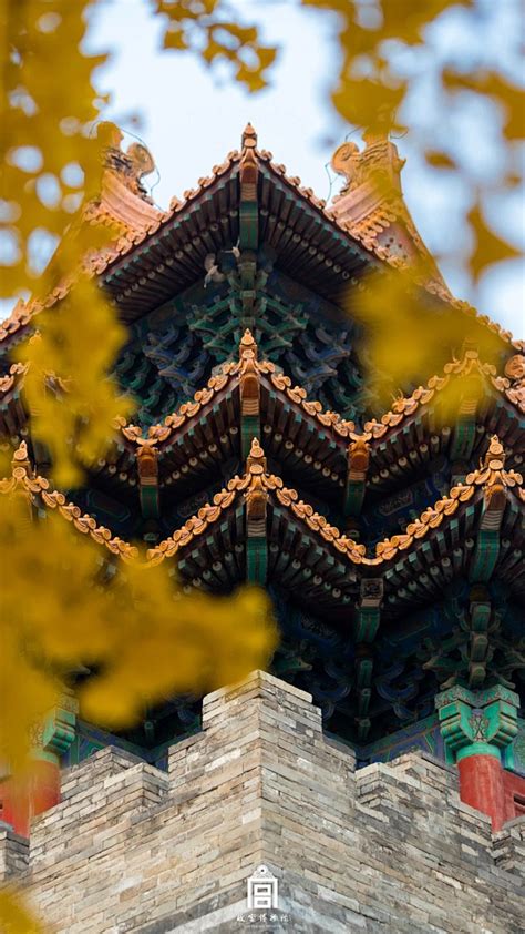 树树皆秋色。 紫禁城终于等来这场秋、意、浓。