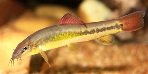 Fugupuff Micronemacheilus Pulcher Rainbow Loach