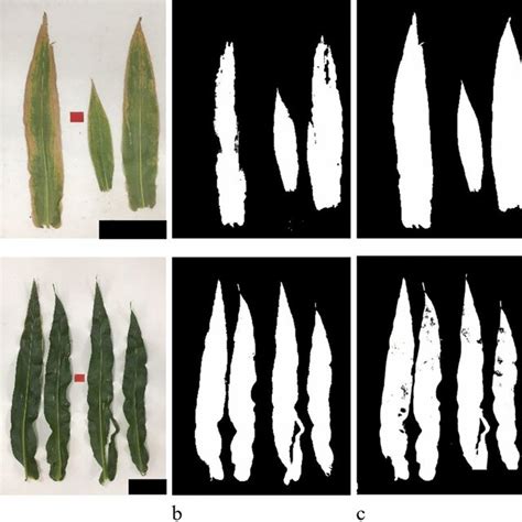 Otsu Thresholding Method A Raw Image The Black Rectangle Was Inserted