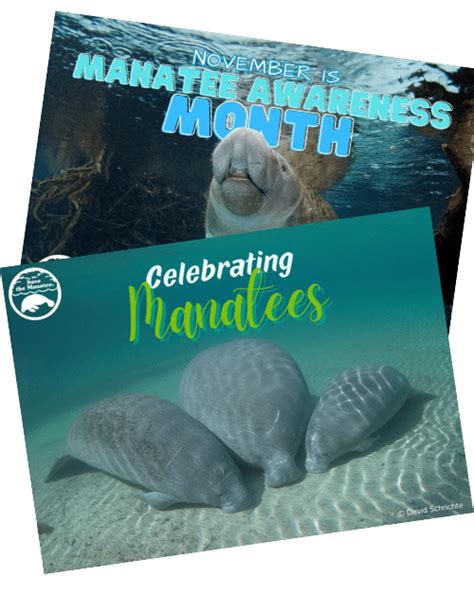 Manatee Awareness Occasions Save The Manatee Club