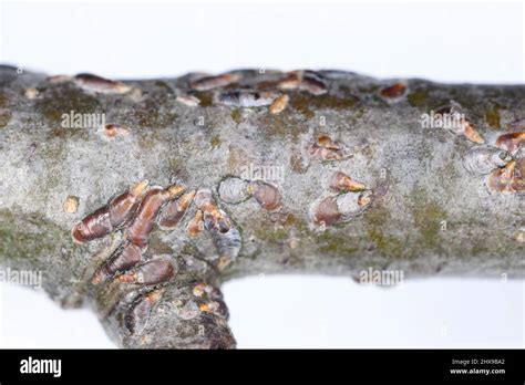 Apple Mussel Scale Or Oystershell Scale Lepidosaphes Ulmi Is A Widely