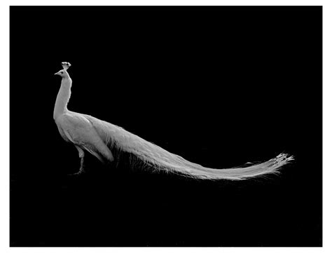 The Order Of The White Peacock — Gerald Jenkins Photographer