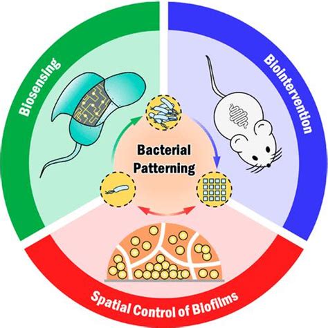 细菌模式：一种有前途的生物制造技术 Acs Applied Bio Materials X Mol