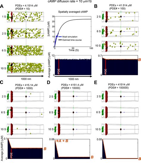Stochastic Simulation Of Camp Diffusion Implemented In Mcell And