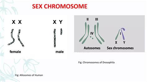 Sex Determination In Drosophila And Human Pptx Reproductive Health Diseases And Conditions