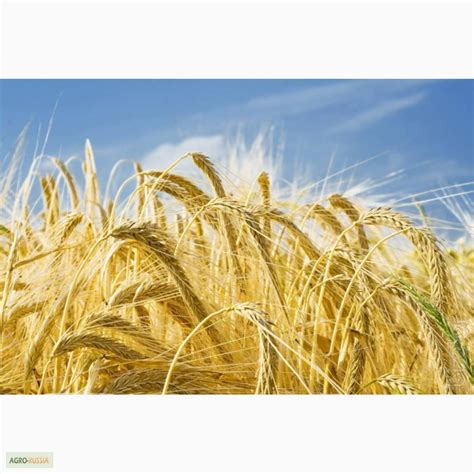 Продам канадскую пшеницу сорт Тесла, Омаха, Арвада Кривой Рог - Пшеница ...