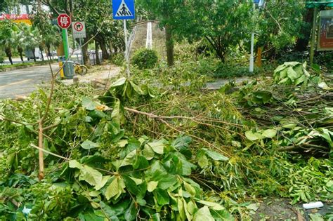 Shenzhen China Trees Hit By A Typhoon On A Sidewalk Editorial Image Image Of Outdoor Break