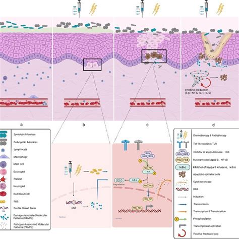 Timeline Of Oral Microbiology Related Complications In Hsct Patients