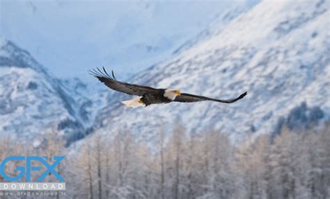45 عکس عقاب🌟خرید و دانلود بهترین عکس های عقاب با کیفیت