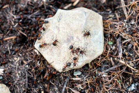 Ants That Wage War With Neighboring Colonies