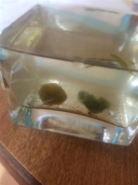 i found these weird blobs in a lake in ny they are jelly like and are