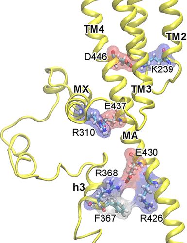Structural Elucidation Of Ivermectin Binding To α7nachr And The Induced
