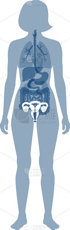 女性生殖系统儿童卵巢子宫颈人女人女孩