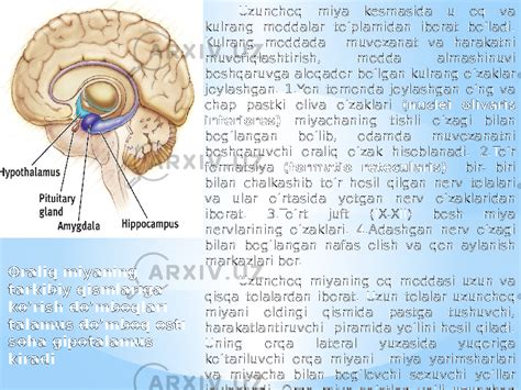 Bosh Miya Va Uning Tuzilishi Tibbiyot Slaydlar