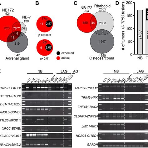 Validation Of Fusion Transcripts A Venn Diagram Of Identified Download Scientific Diagram