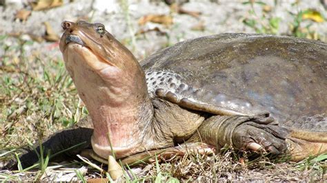 Florida Softshell Turtle Care 7 Secrets You Need To Know