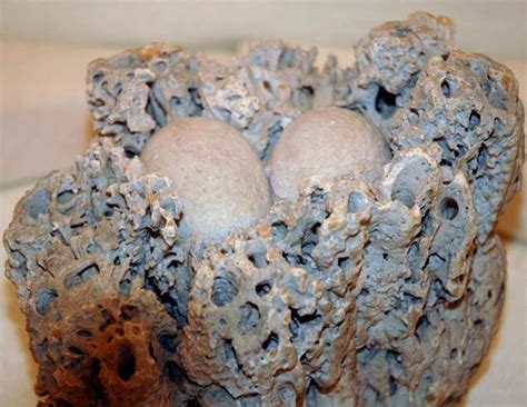 Bird Nest Likely A California Gull Nest Encrusted By Calcareous Tufa