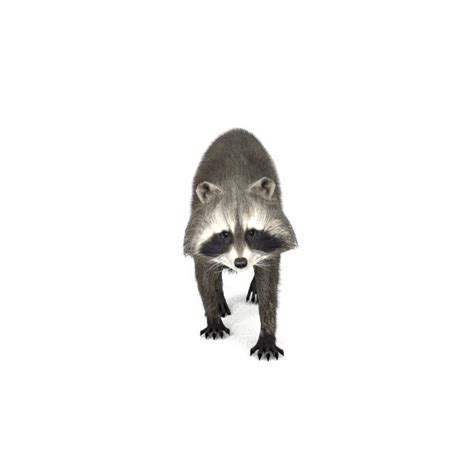 Mapache Modelo 3d 50 Blend Fbx Free3d