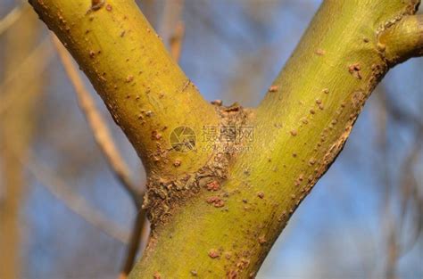 我们观察柳树高清图片下载 正版图片504299835 摄图网