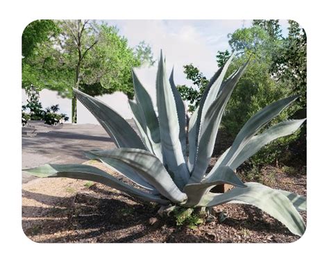 Factsheet Agave Americana Century Plant Agave Americana Nova