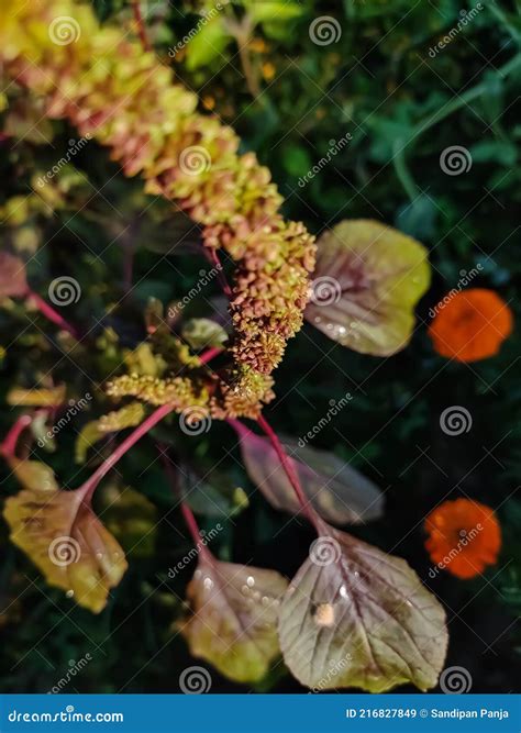 Amaranthus Collectively Known As Amaranth Is A Cosmopolitan Genus Of Annual Or Short Lived