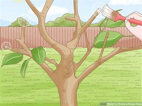 How To Prune A Ficus Tree With Pictures WikiHow