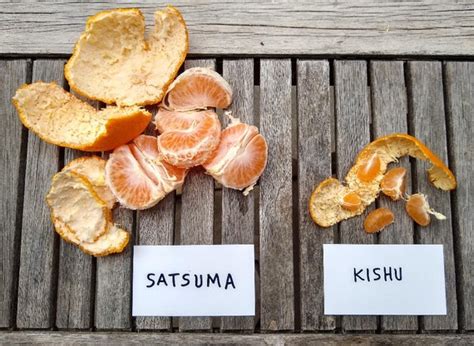 Owari Mandarin Satsuma Semi Dwarf Tree Igreenthumb