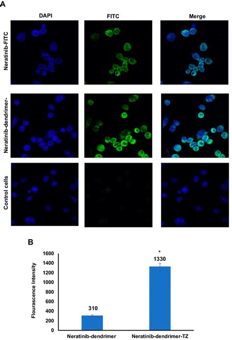 Cellular Uptake Studies Of Fluorescently Labeled Download Scientific Diagram