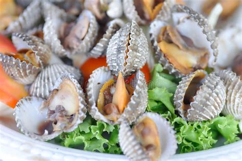 Shell Or Ark Shell Cockle Or Scallop Or Scald Shell Stock Image