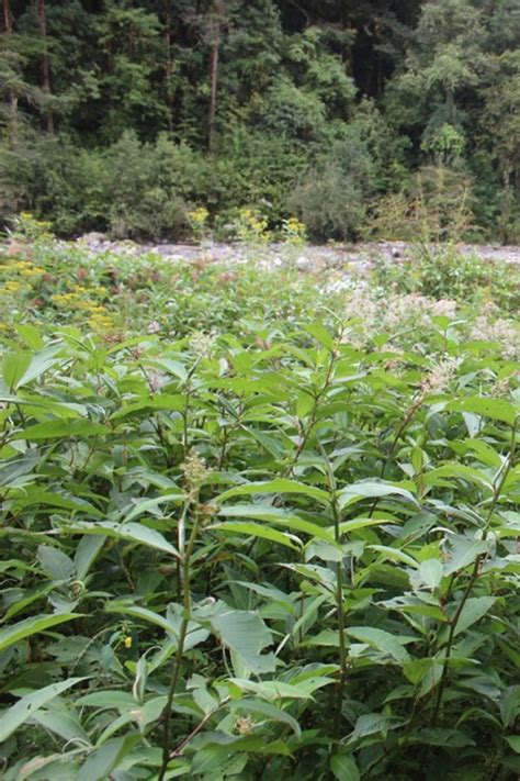 Functional Traits Of A Widespread Plant Species Fingerprint Ecosystem Productivity Functional