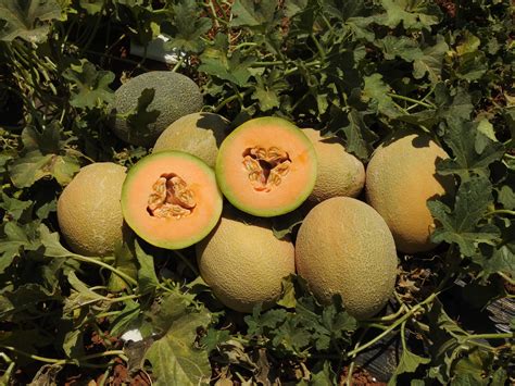 Cs 4202 Centric Seeds