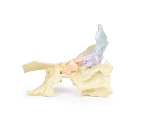 Sinus 3d Printed Anatomy Model Anatomical Models Anatomystuff