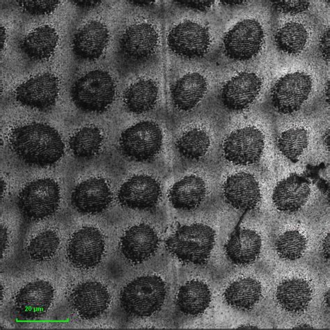 Diffractive Beam Splitter Solutions Holo Or Advance Optics