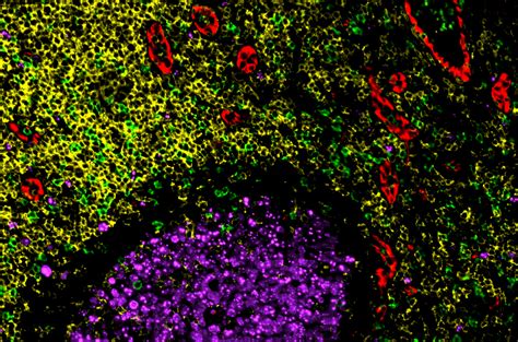 The Power And Purpose Of Multiplexing Applications In Microscopy