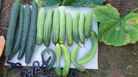 마디오이 가시오이 수확 노균병 마그네슘결핍증상 오이가 구부러지는 현상 Youtube