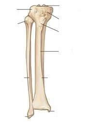 Tibia Diagram Quizlet