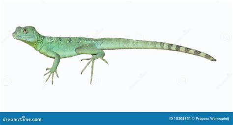 Colorful Green Basilisk Lizard Stock Image Image Of Single Iguana 18308131
