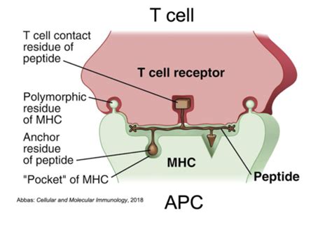 MHC Molecules Flashcards Quizlet