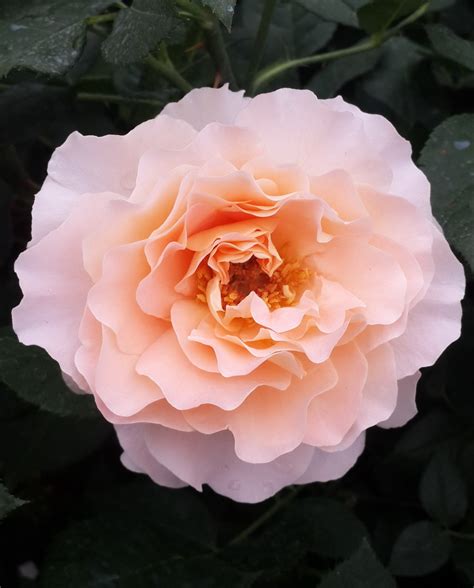 Роза чайно-гибридная `Августа Луиза`, Rosa (HT) `Augusta Luise ...