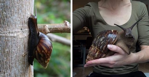 The Largest Snail In The World Grow As Long As A Human Arm Hasan Jasim